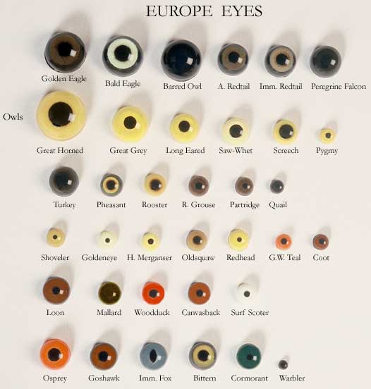 Birds Only - Europe Eyes List